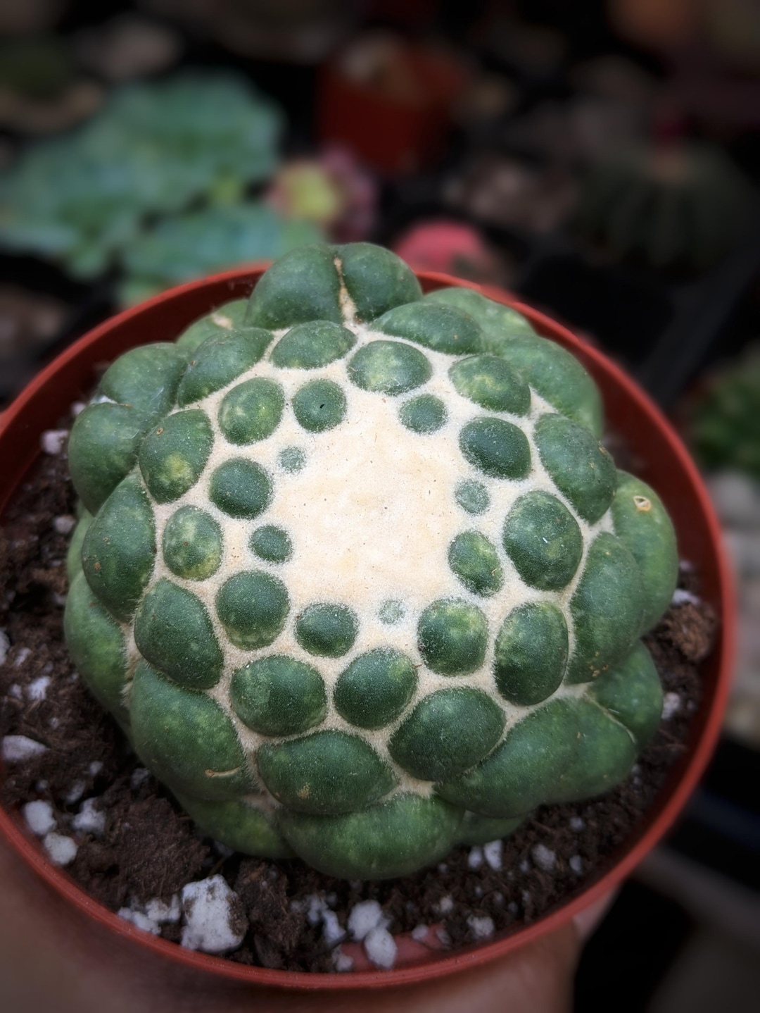 Coryphantha Elephantidens Cv. Inermis, Rare Cactus, No Thorns, Exact ...