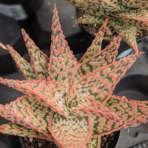 Aloe Fire Cracker Plant, Rare Aloe Plant, Rare Succulent, Rare Plant ...
