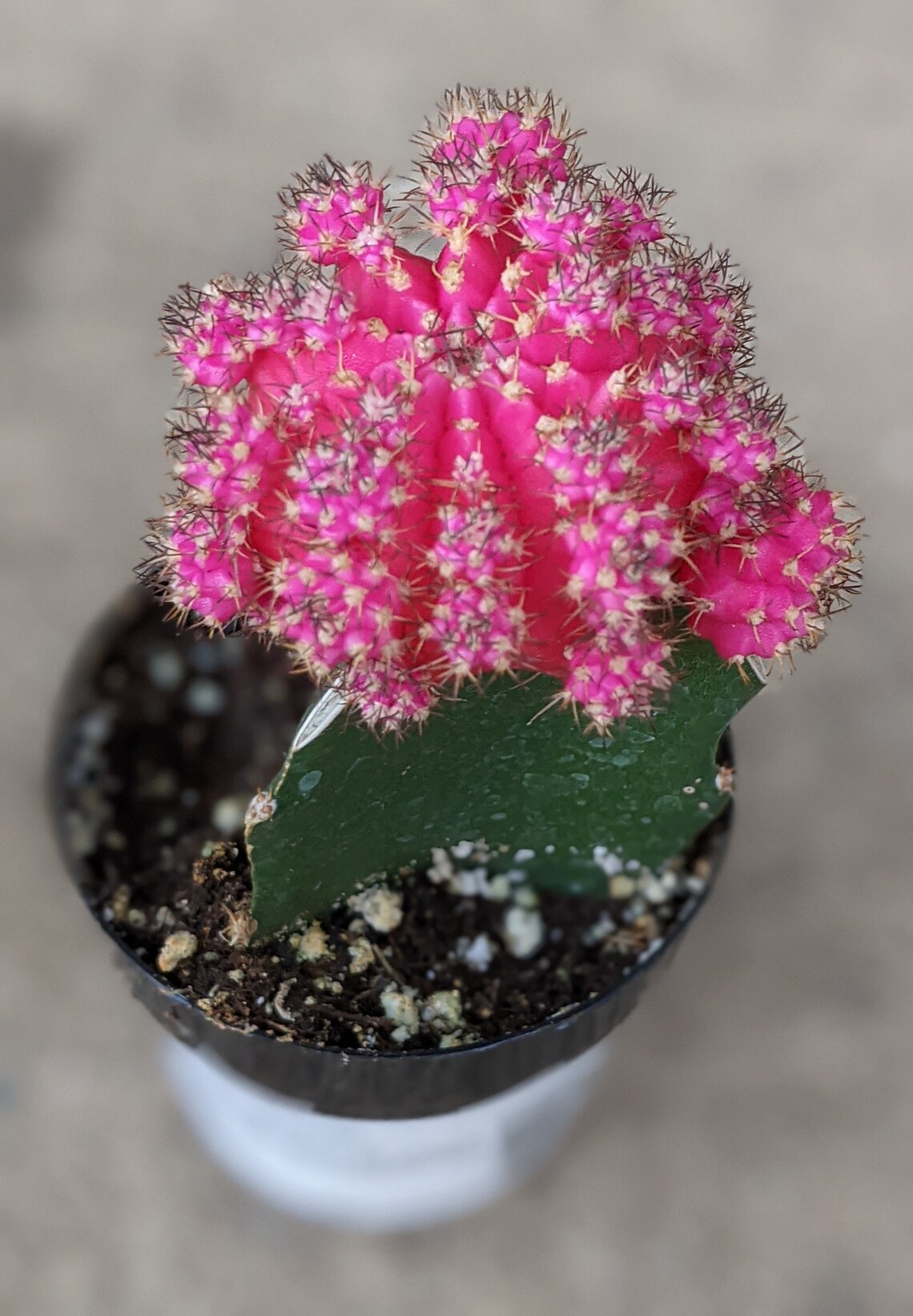 Cactus de lune greffé rose gymnocalicium mihanovichii - Etsy France