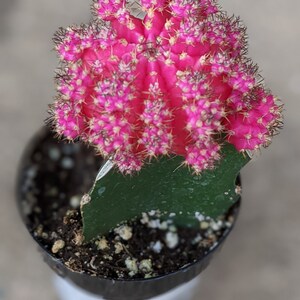 Pink Grafted Moon Cactus,gymnocalicium Mihanovichii Friedrichii,pink ...