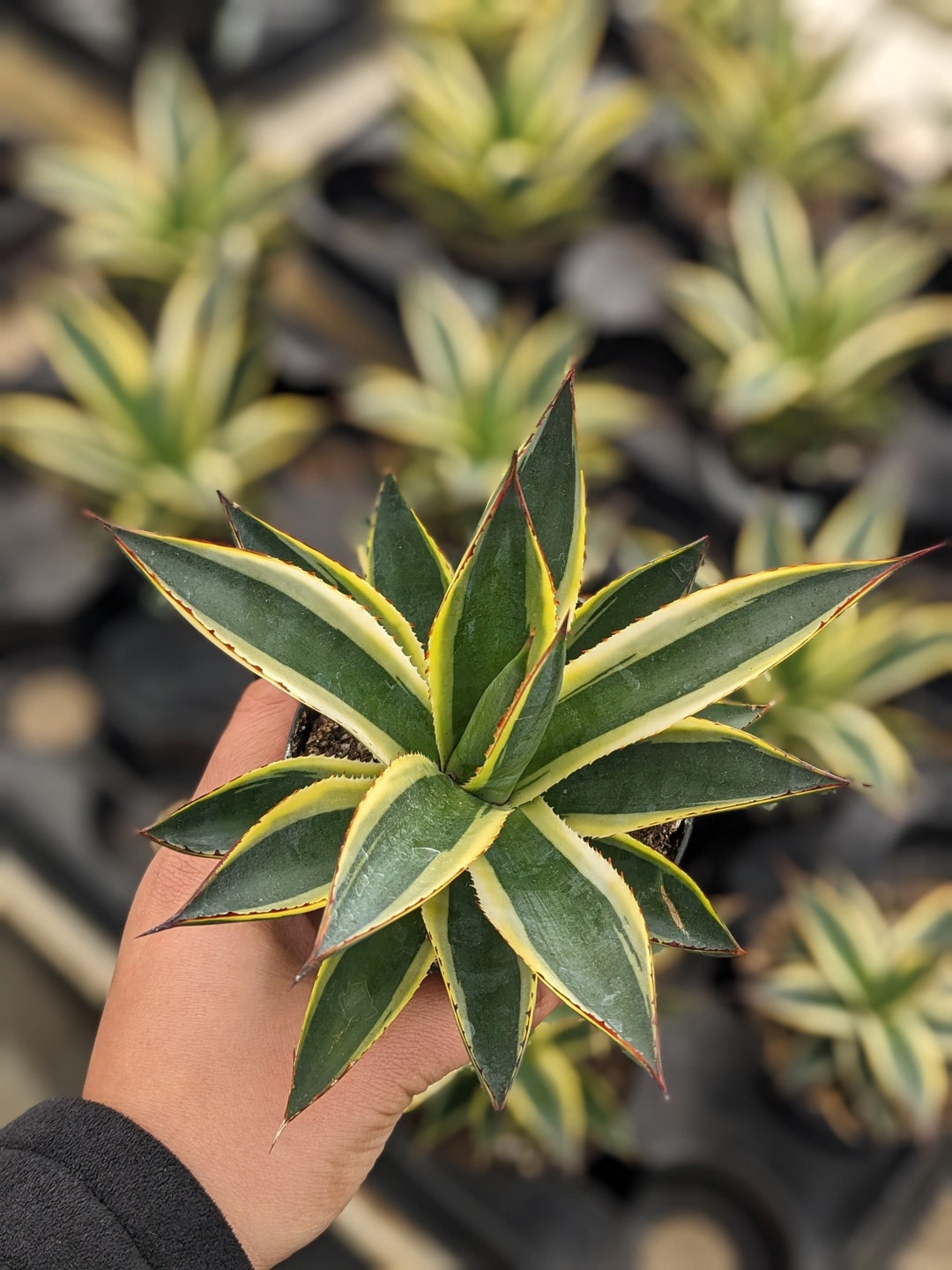 Agave Sunglow, Drought-tolerant Live Plant, Easy to Grow, Succulent ...