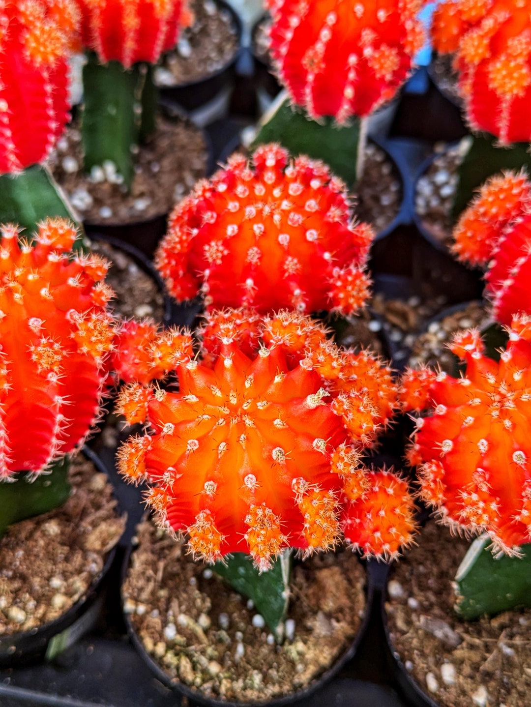 Orange Grafted Moon Cactus: Gymnocalicium Friedrichii, Live Plant - Etsy