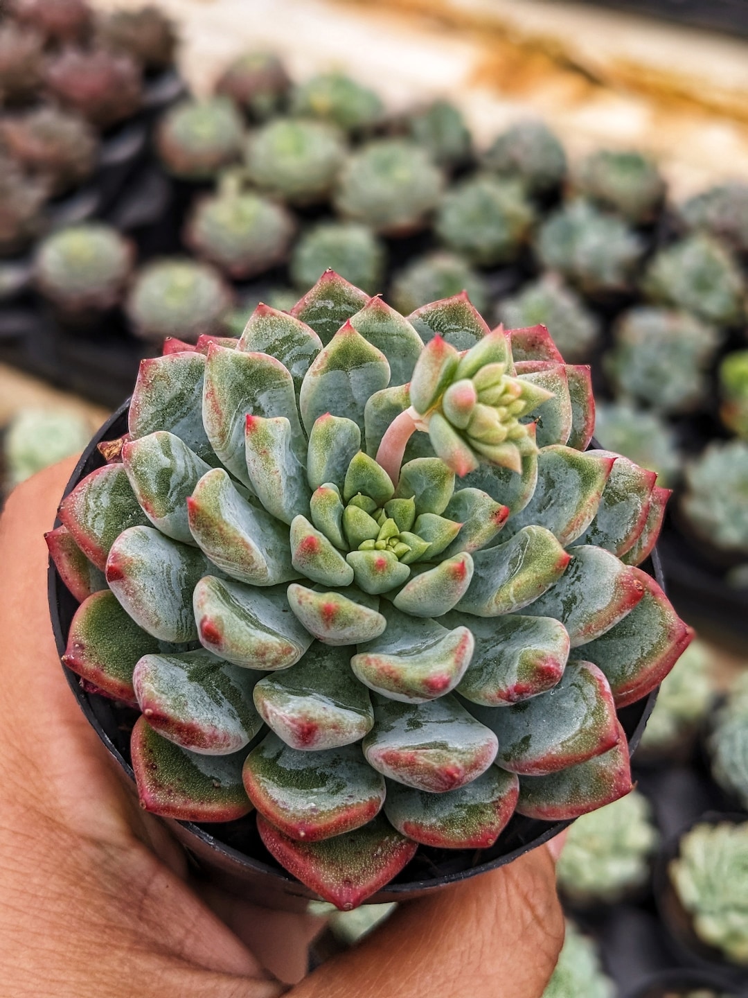 Echeveria Ruby Kissed Succulent, Rare Succulent, Colorful Succulents - Etsy