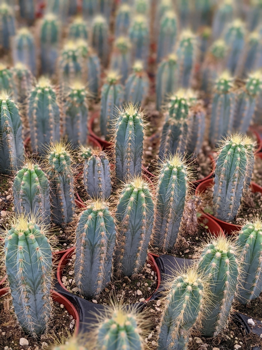 Blue Torch Cactus, Pilosocereus Azureus, Brazilian Blue Cactus, Live ...