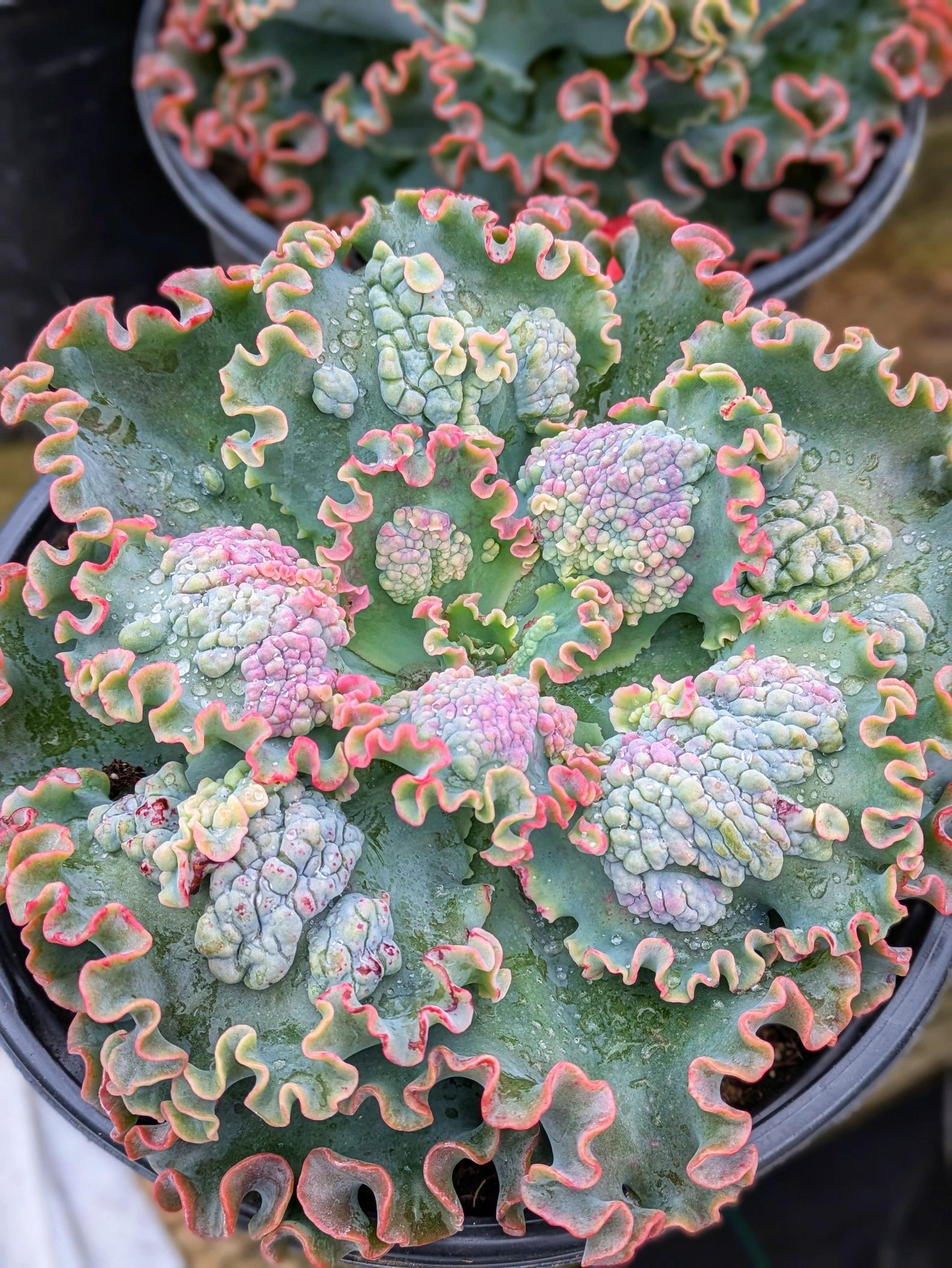 Echeveria Sea Dragon, 10", Curly Succulent, Rare Succulent, Succulent ...