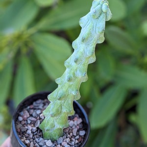 Myrtillocactus Geometrizans ‘fukurokuryuzinboku’, Boobie Cactus, Plant ...