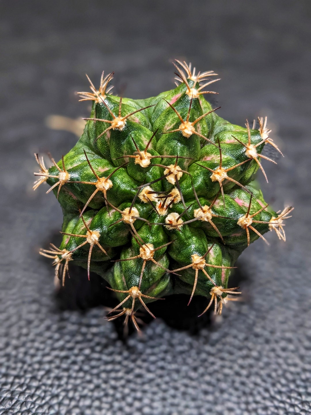 T-rex Gymnocalicium Hybrid Cactus, Seedgrown Cactus, Variegated Gymnos ...