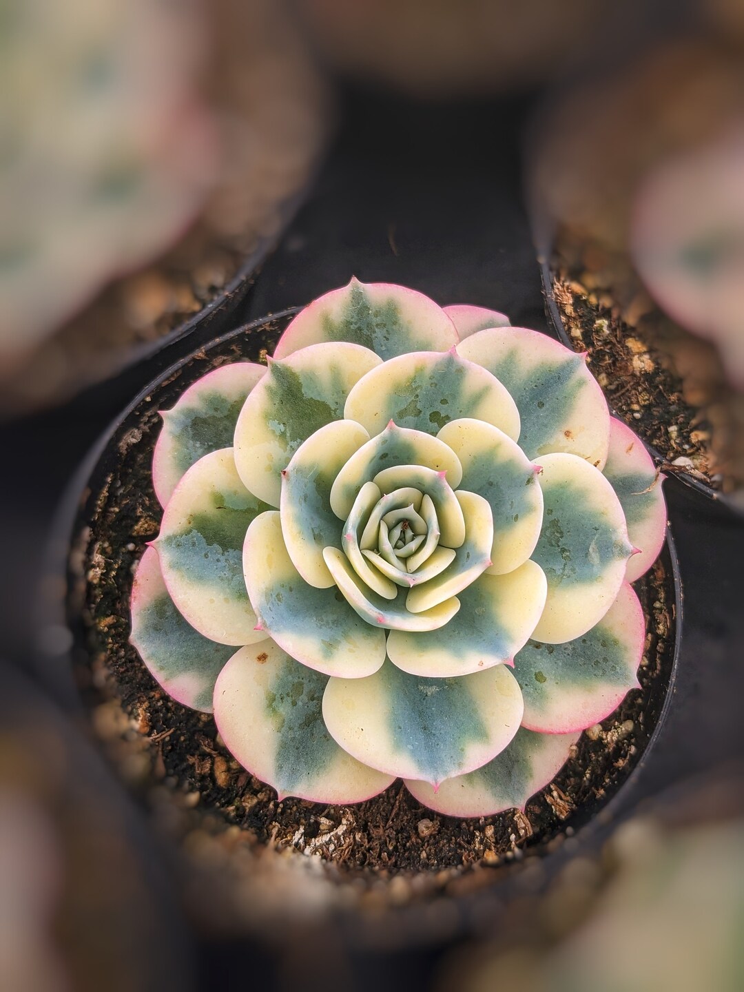 Lenore Dean Echeveria, 3.5, Rare Succulent, Variegated Succulent - Etsy