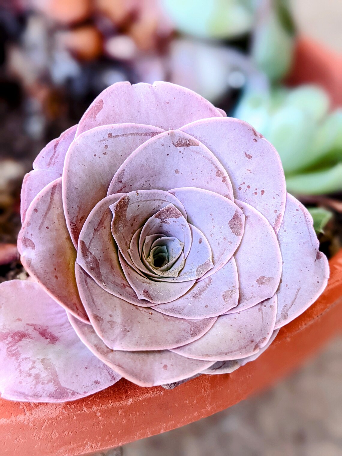 Greenovia Pandora Purple Mountain Rose Real Succulent Rare - Etsy