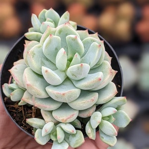 Multiple Heads Graptoveria Porcelain , Rosette, Colorful Succulent ...
