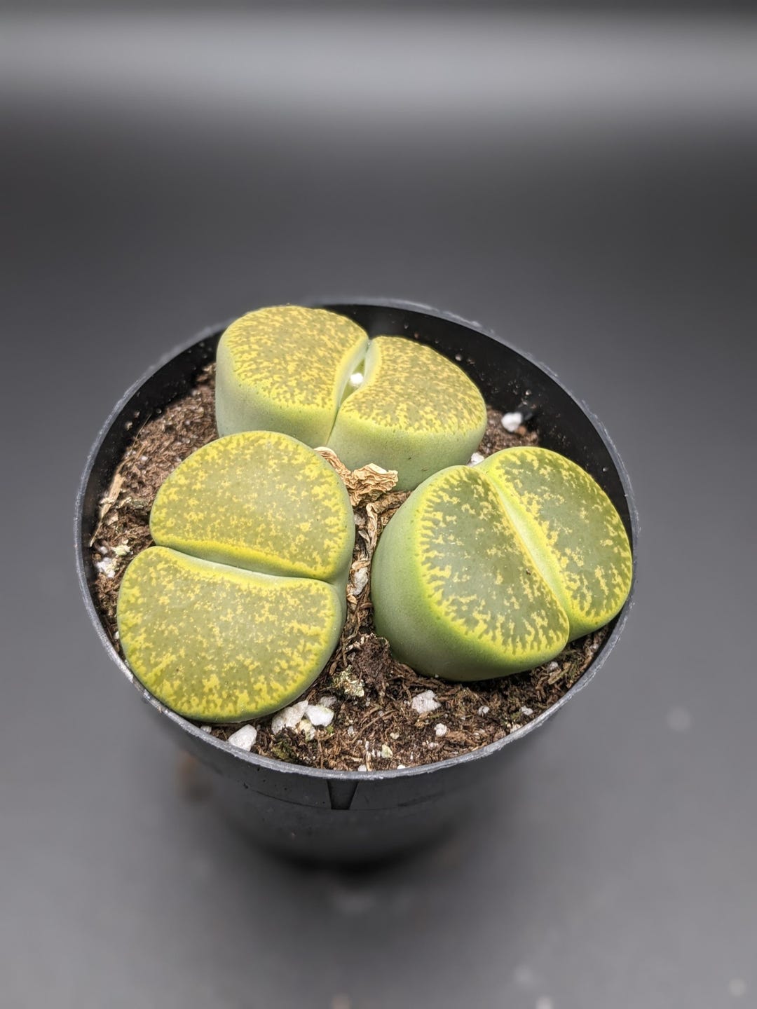 Lithops Leslie,2.5" Pot, Butt Plants,tiny Lithops, Rock Plant,split ...