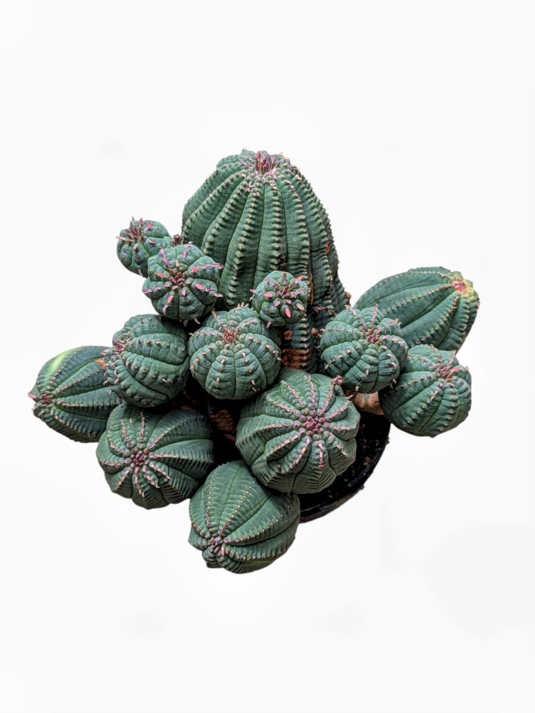 Euphorbia Obesa Cluster: Baseball Plant, Rare Succulent - Etsy
