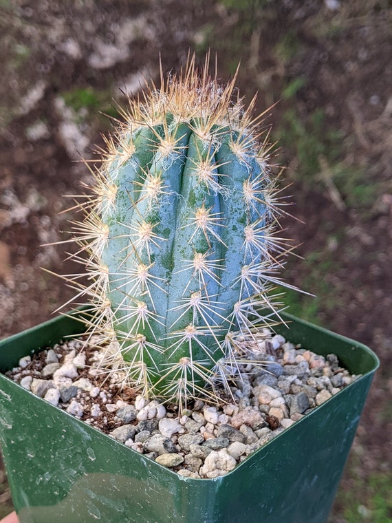 Floral & Garden Crafts Home & Hobby RARE Blue Pilosocereus ...