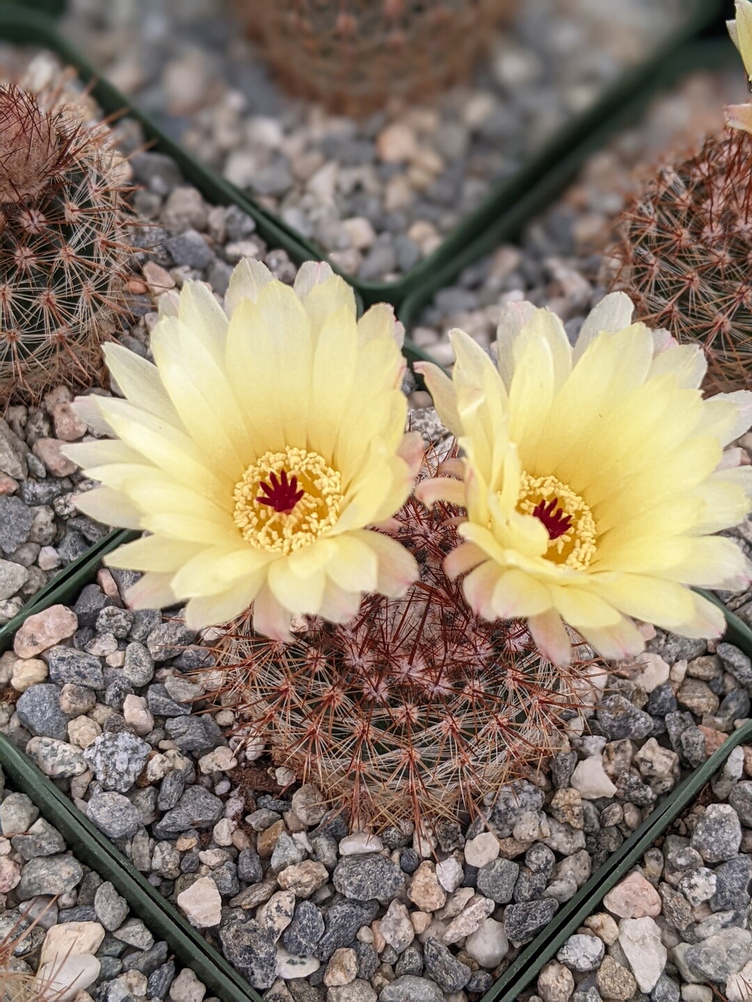 Silver Ball Cactus,notocactus Schlosseri,live Cactus Plant,succulent ...