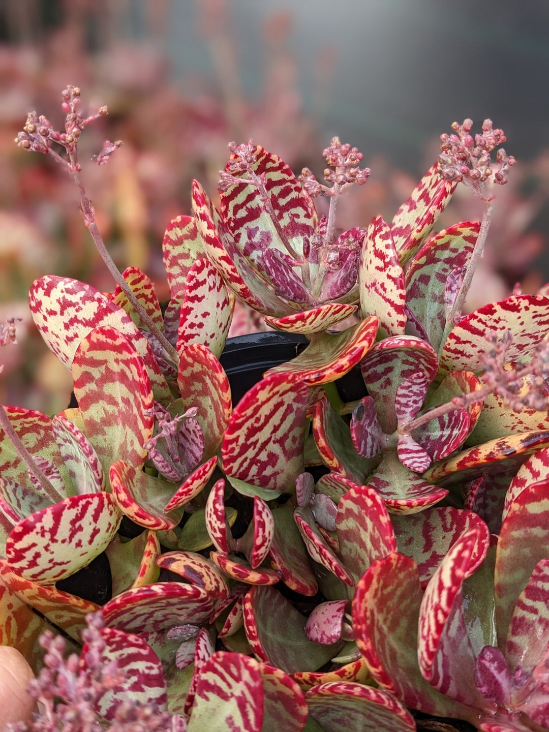 Kalanchoe Humilis, Kalanchoe Desert Surprise Succulent - Etsy