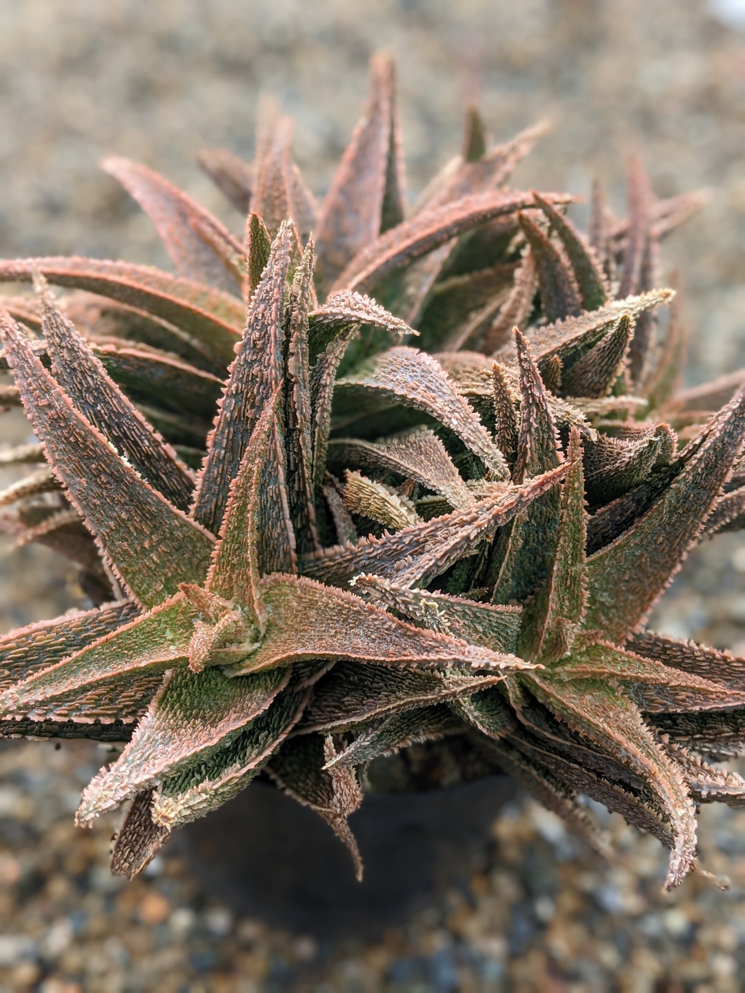 Aloe Lavender Star, 12, Rare Aloe Plant, Rare Succulent, Rare Plant ...