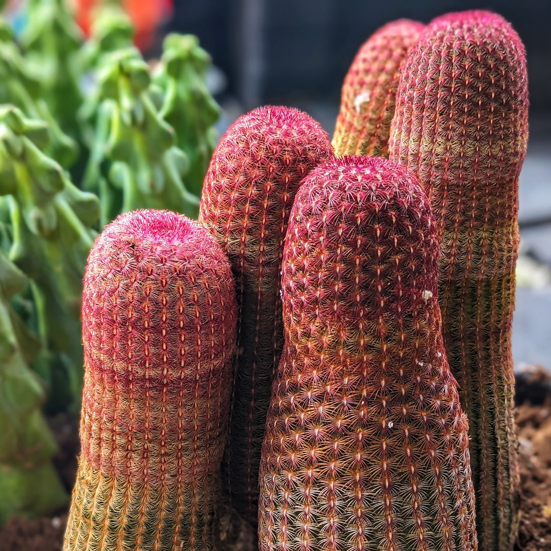 Rainbow Hedgehog Cactus, Echinocereus Rigidissimus, Live Plant - Etsy