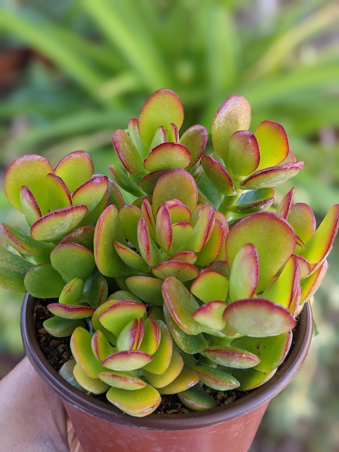 4" CRASSULA OVATA, Mini Jade, House Plants, Live Plant, Thank You Gift ...