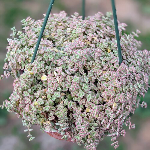 6 Sedum Little Missy Live Plant Stonecrop Variegated - Etsy