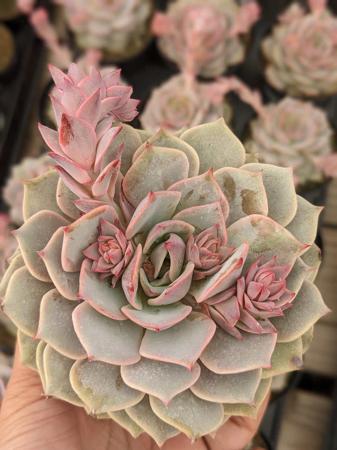 Echeveria Pink Diamond, Rare Succulent, Pink Lola Hybrid Succulent ...