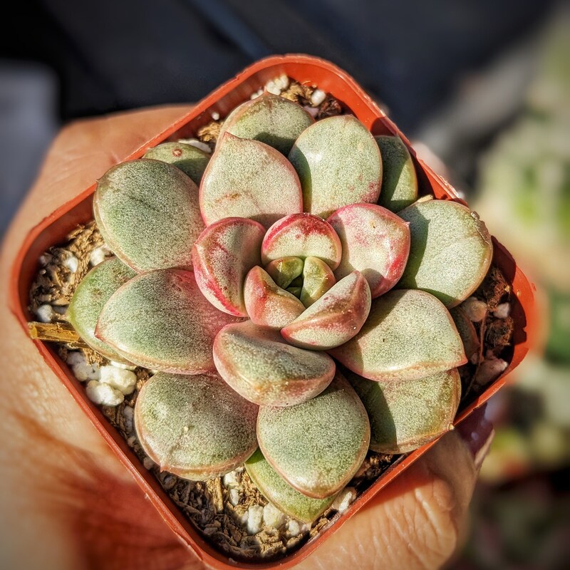Graptoveria - Etsy