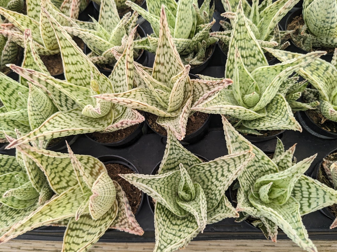 Aloe Delta Lights, Rare Aloe Plant, Rare Succulent, Rare Plant ...