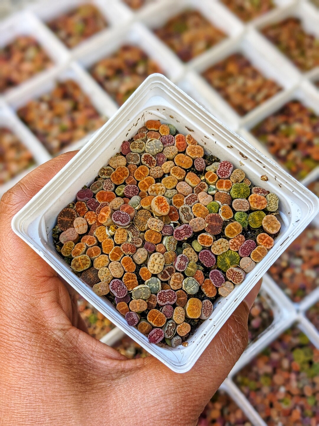 70 TINY Lithops, Colorful Lithops Mix,rainbow Mix Lithops, Living Stone ...