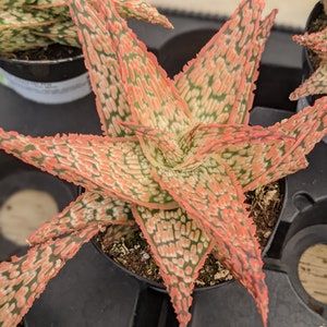 Aloe Fire Cracker Plant, Rare Aloe Plant, Rare Succulent, Rare Plant ...