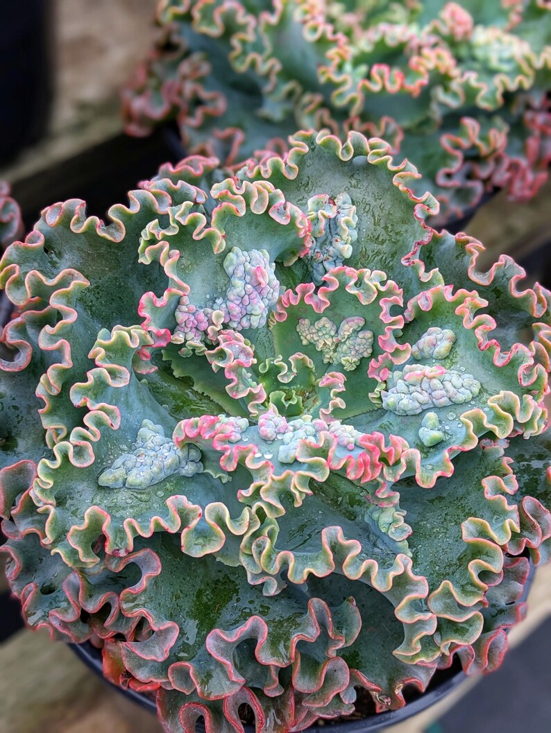 Echeveria Sea Dragon, 10", Curly Succulent, Rare Succulent, Succulent ...