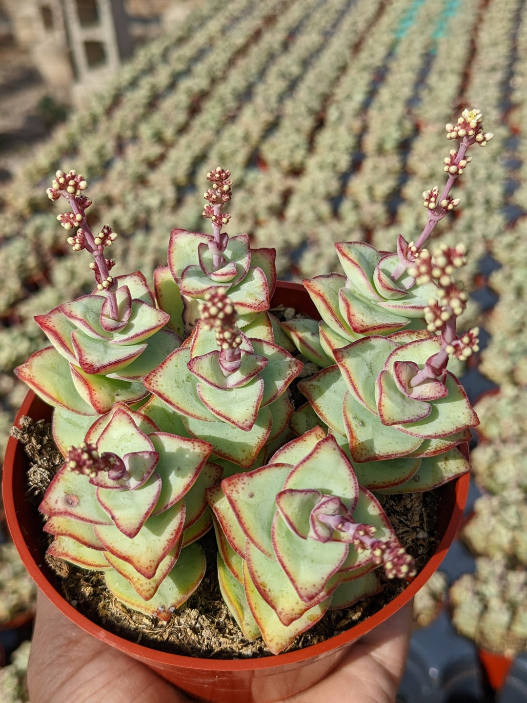 Crassula String of Buttons, Succulents, Live Plants, Garden, Live Plant ...