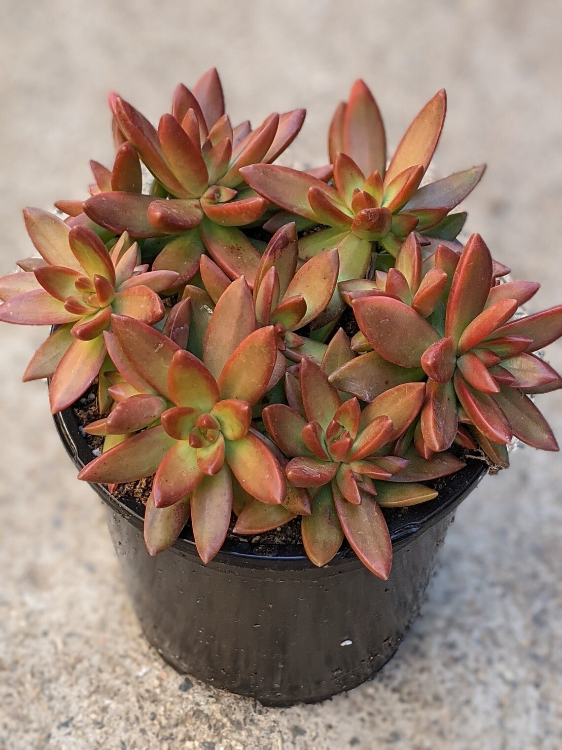 1 G Sedum Firestorm Sedum Adolphii Yellow Orange Succulent - Etsy