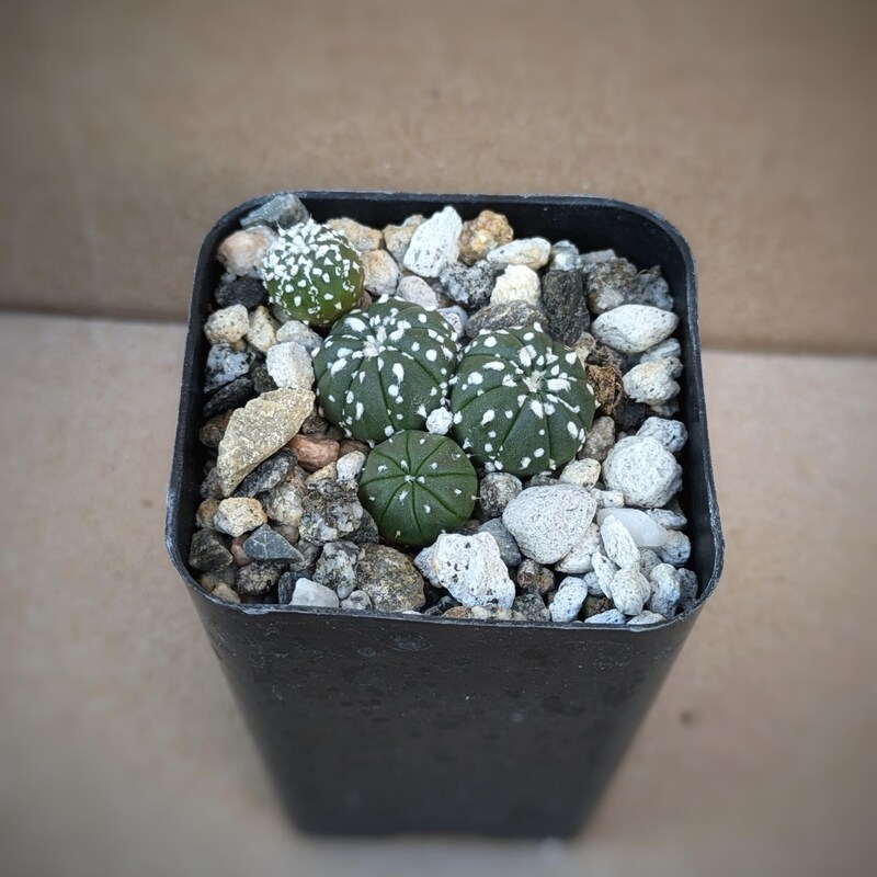 Astrophytum Seeds - Etsy