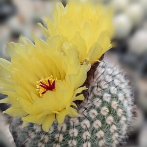 Silver Ball Cactus (parodia Scopa), Live Indoor Plant - Etsy
