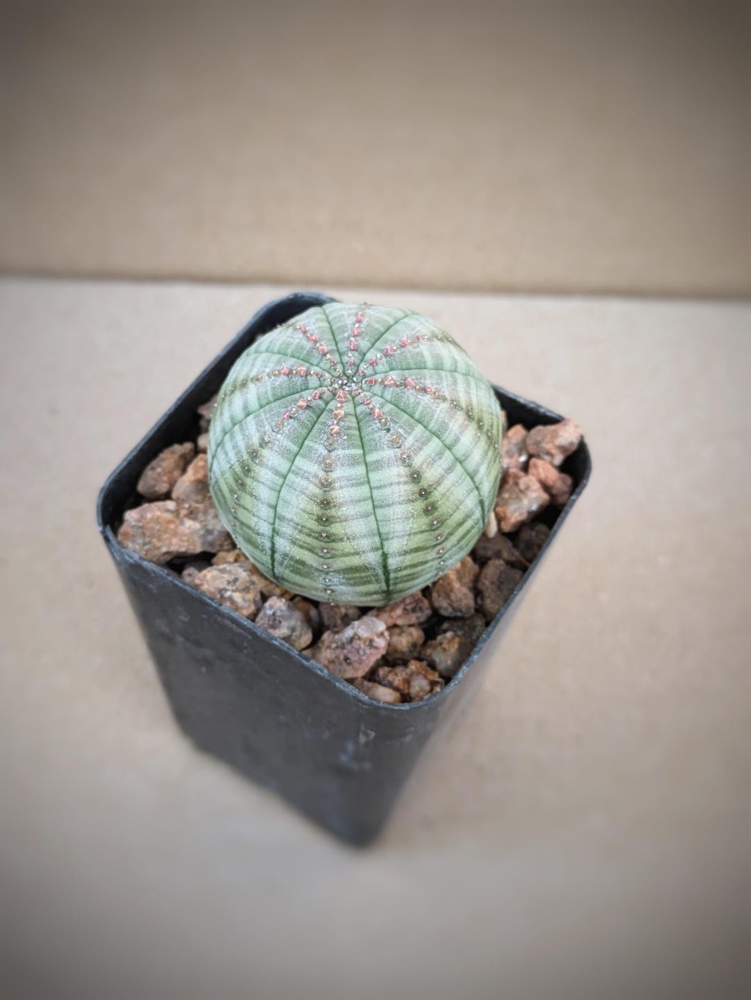 Euphorbia Obesa, Baseball Plant, Small Plant Succulent - Etsy