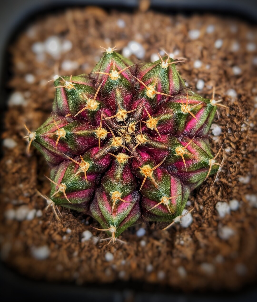Gymnocalicium T-rex Cactus Seedgrown Cactus Variegated - Etsy