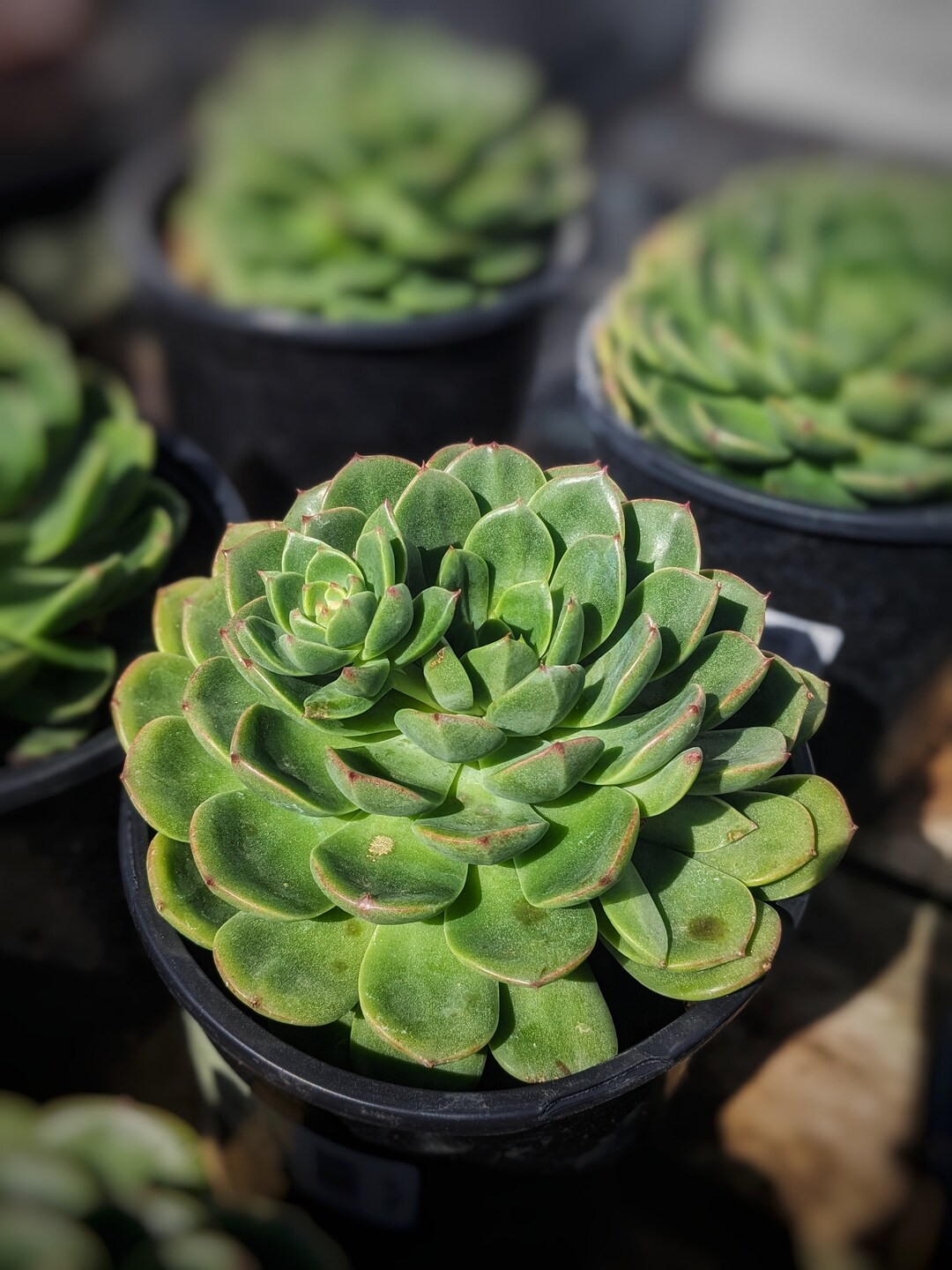 Echeveria Elfstone Succulent, 1G - Etsy