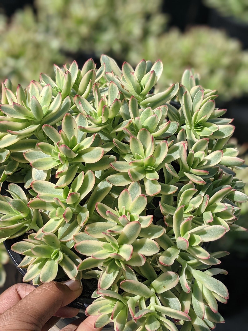 Crassula Daydream Ppf Variegated Crassula Rare Succulent Etsy