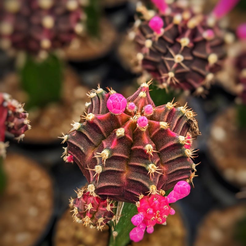 Purple Cactus - Etsy