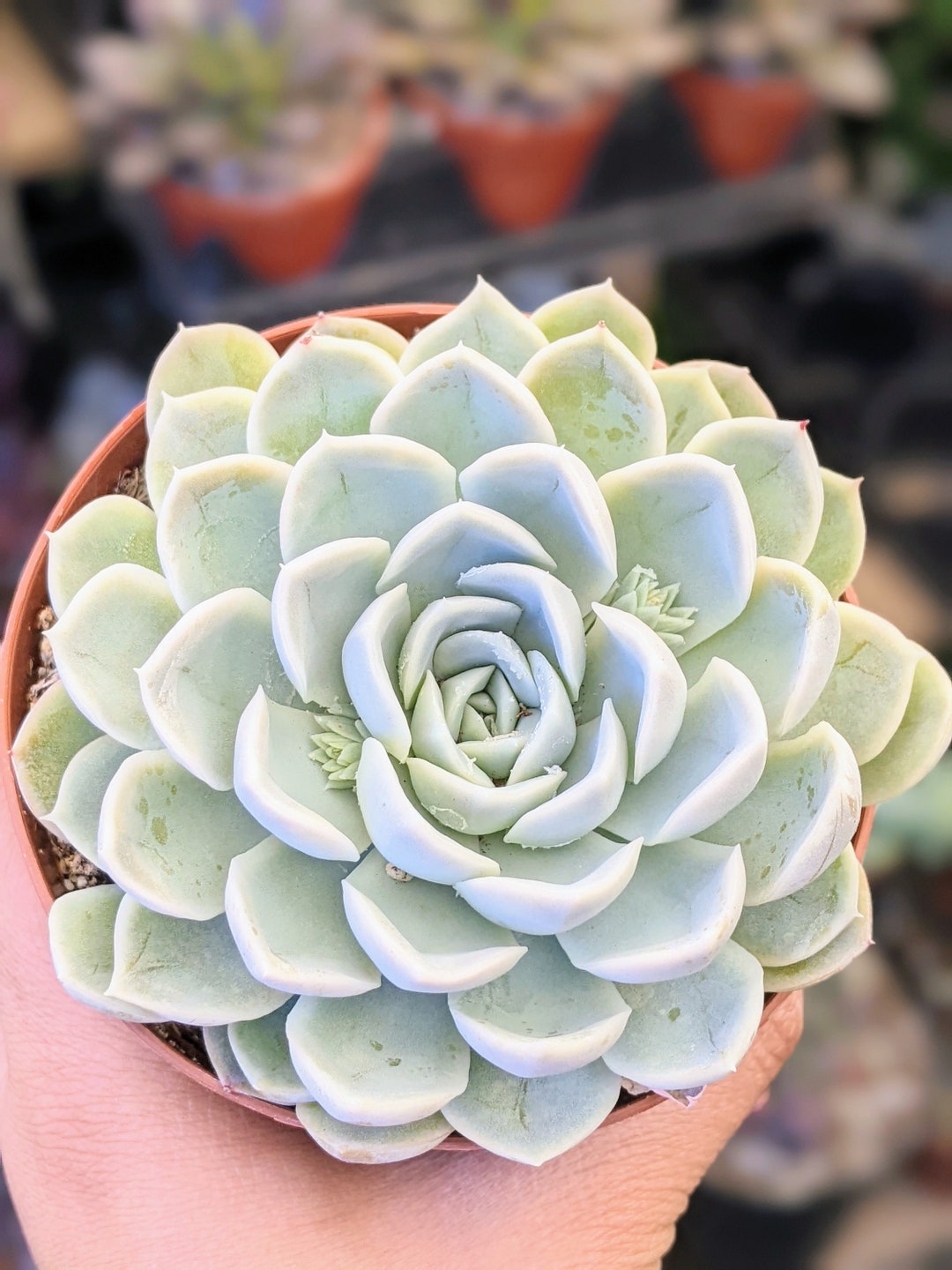 6 Premium Echeveria Arctic Ice, Succulent, Drought Tolerant, Rosette ...