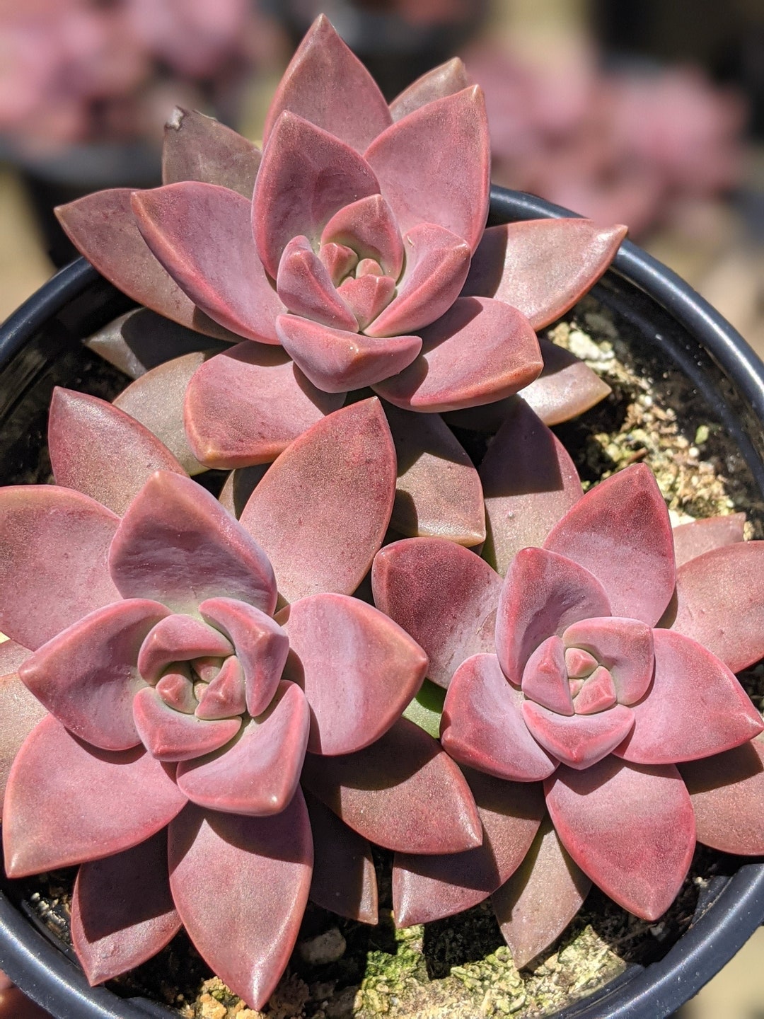 California Sunset Succulent (3 Pcs) - DIY Garden Arrangement - Etsy