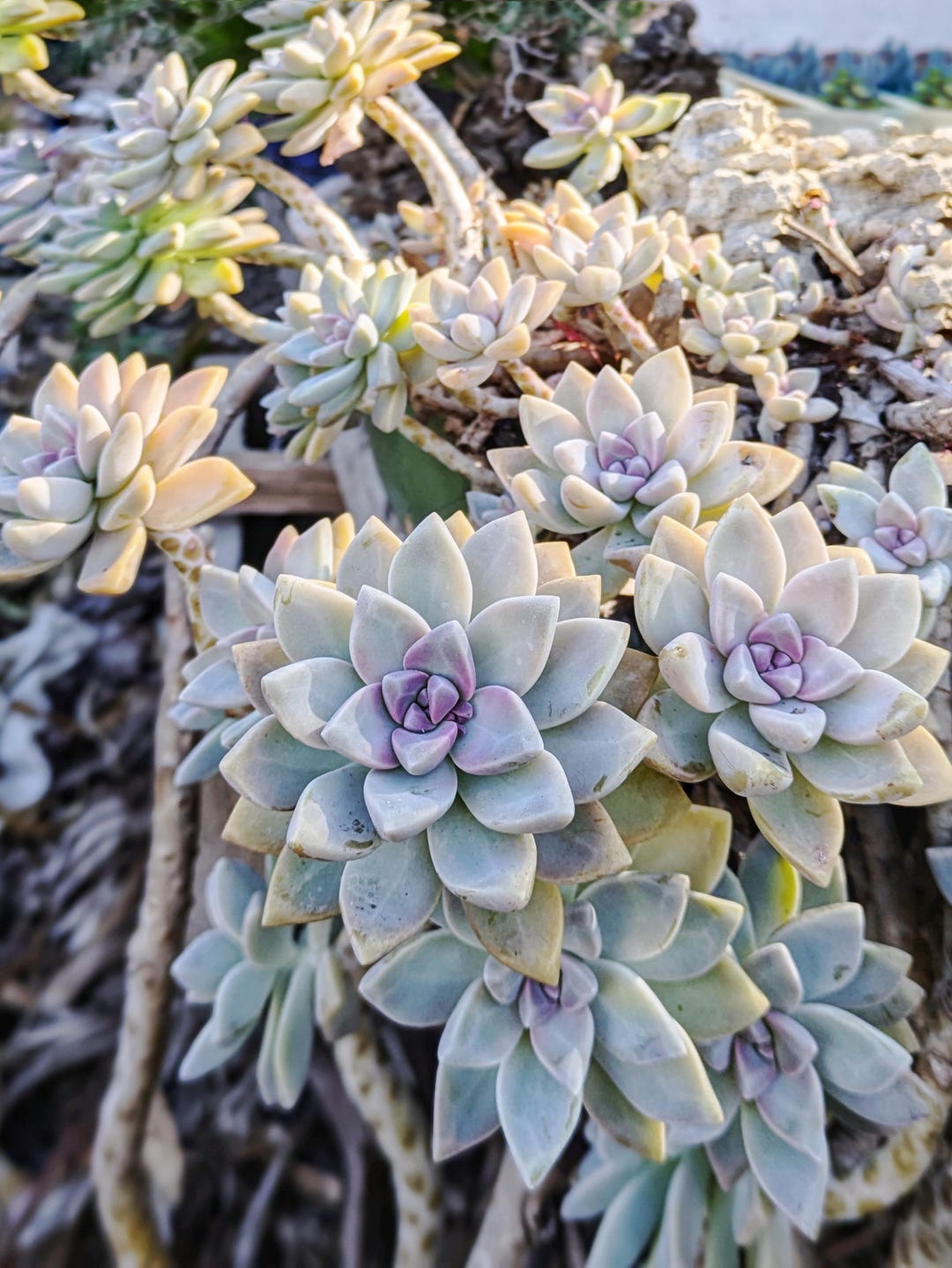 Graptosedum Ghosty,colorful Succulent, Spring Gift, Diy Arrangement, Garden,diy Garden,succulent ...