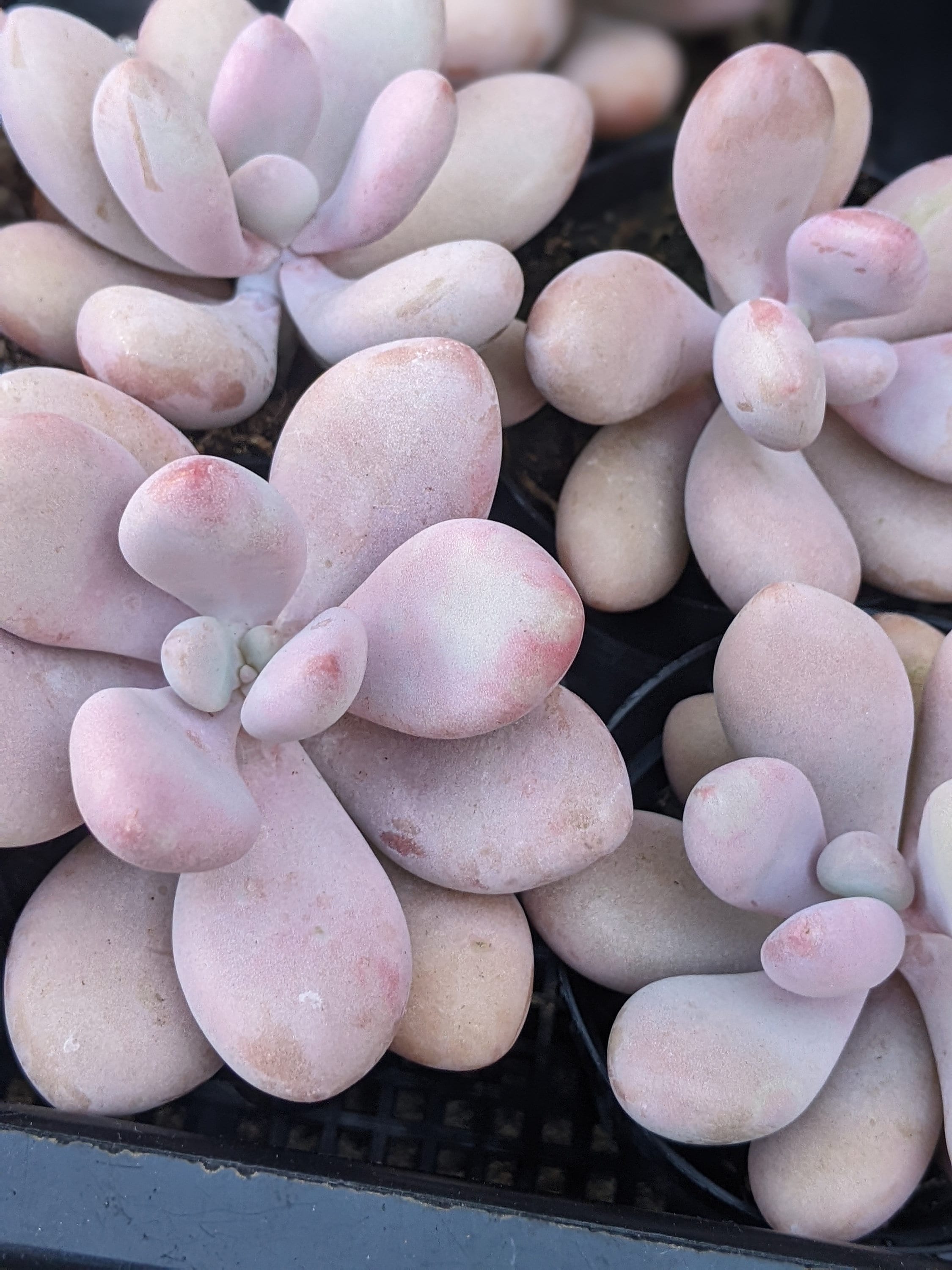 Pachyphytum Oviferum Moonstone, Lavender Pebbles, Chubby Moon Stone ...