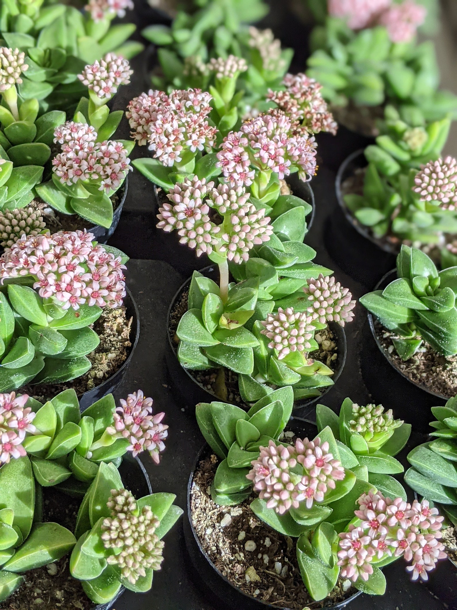Crassula 'springtime' Live Succulent Plant Flowering - Etsy
