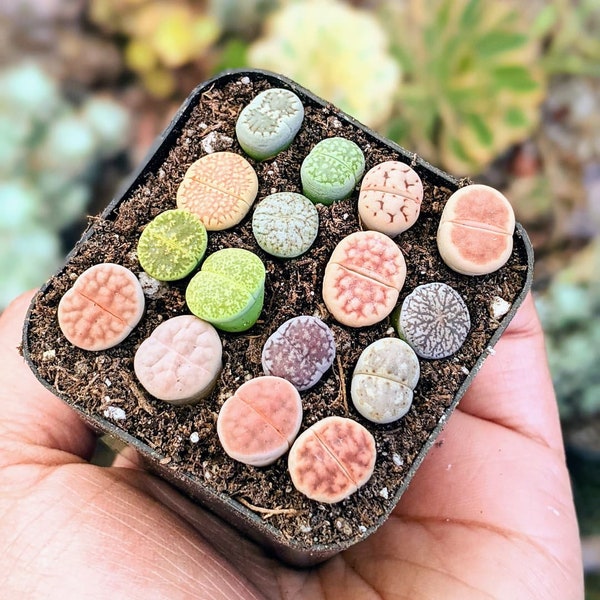 Lithops Live Plant - Etsy