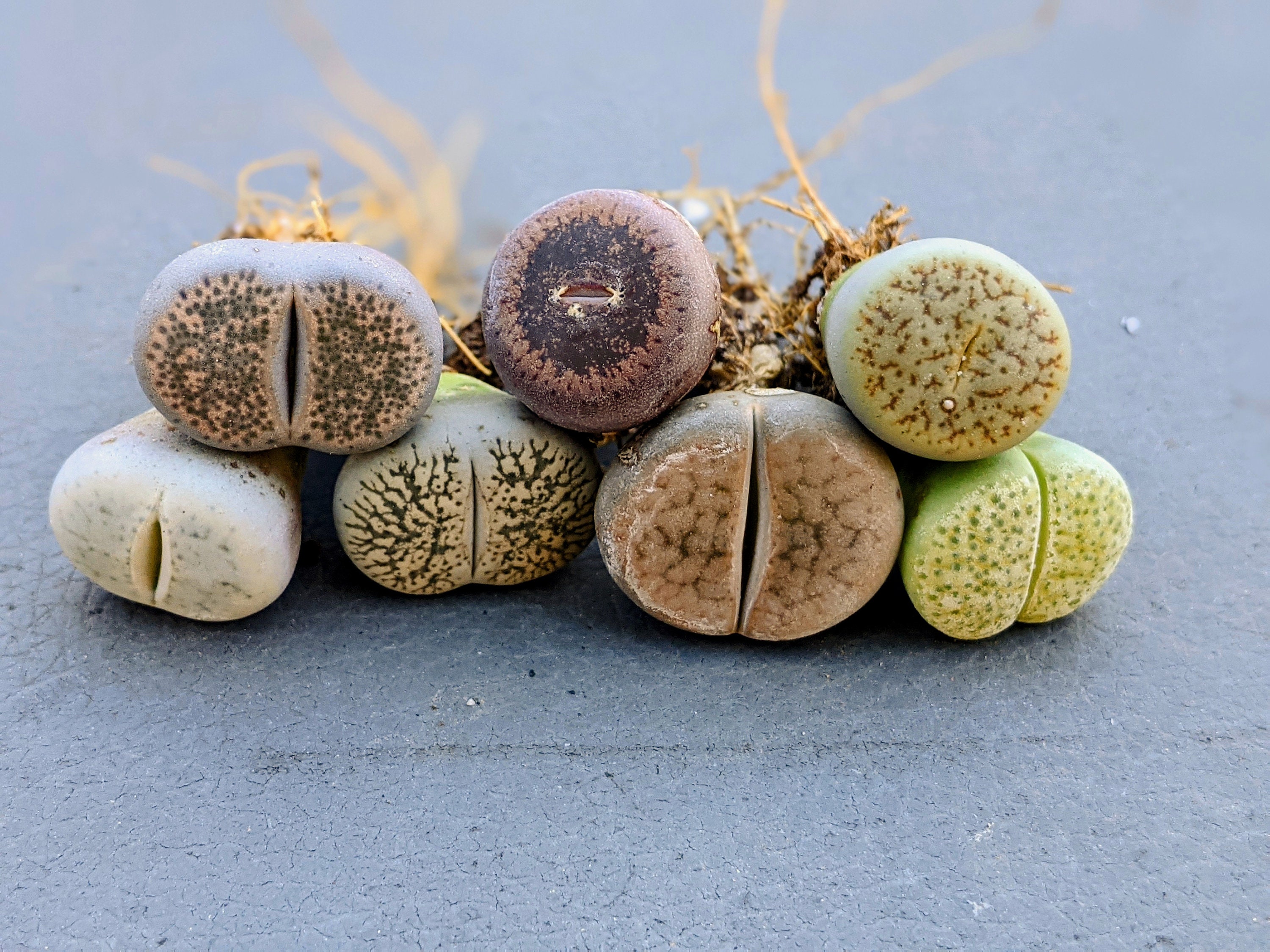 6 Lithops "living Stones",butt Plants,lithops, Rock Plant, Bareroot ...