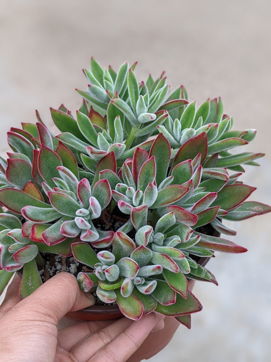 6 Echeveria Red Velvet, Echeveria Pulvinata,ruby Slippers Echeveria ...
