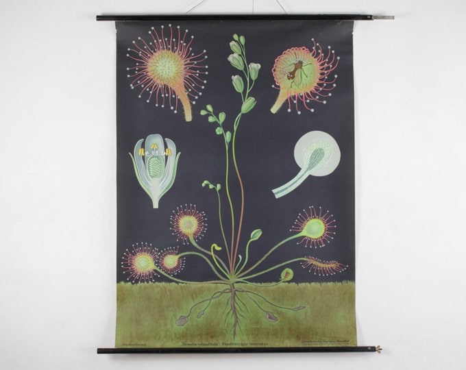 Pull Down Chart by Hagemann 1961, Sundew, Pul Down Map, Botanical Print ...