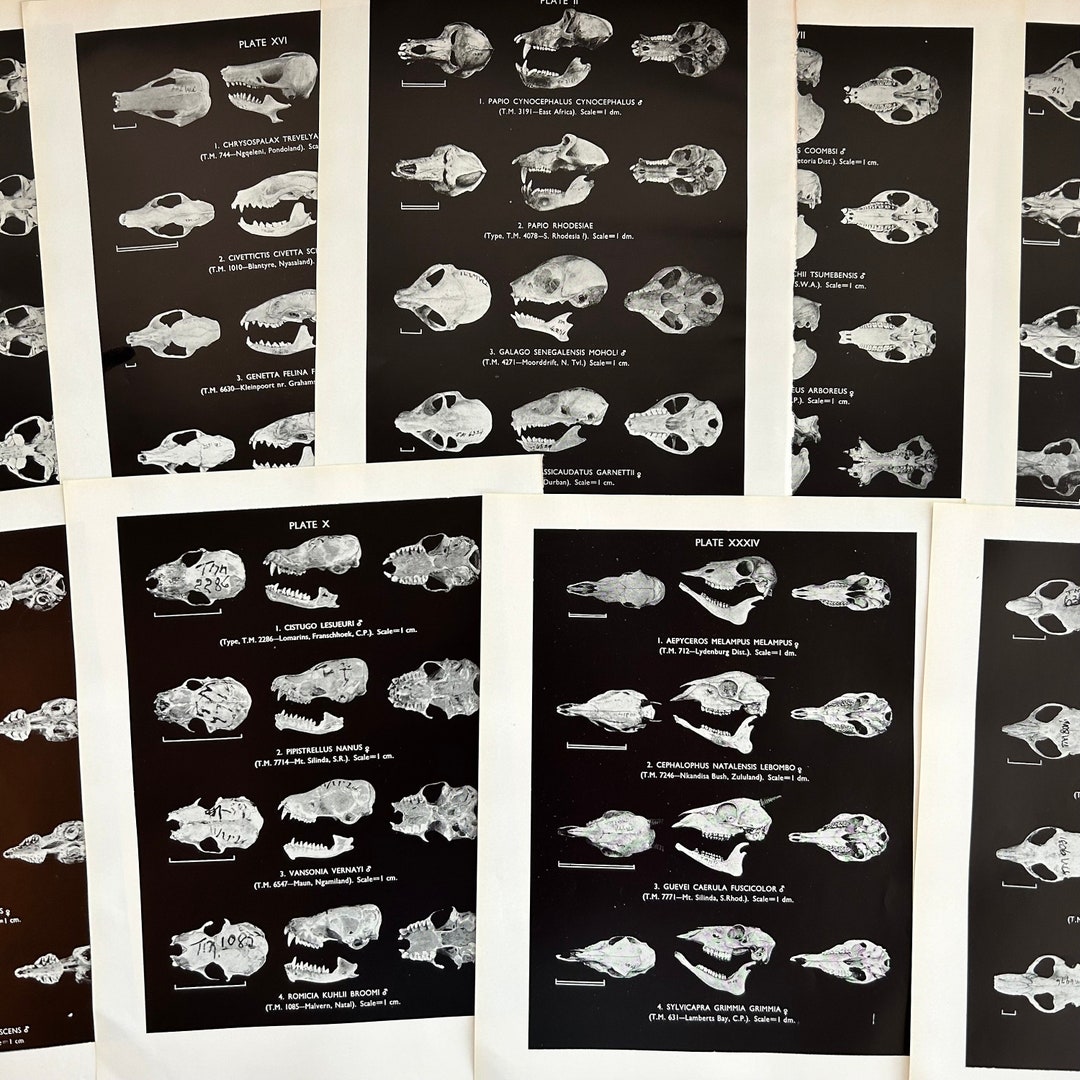 1951 Vintage Mammal Skull Illustrations, Vintage Animal Skull Plates ...