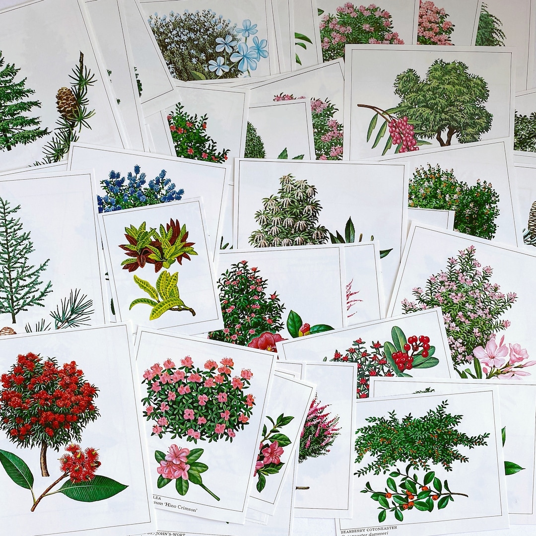 Vintage Evergreen Ephemera, Botanical Evergreen Tree Ephemera for Junk ...