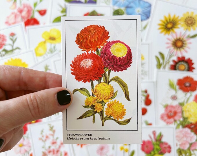 Annual Floral Ephemera, Vintage Botanical, Flower and Nature Ephemera ...